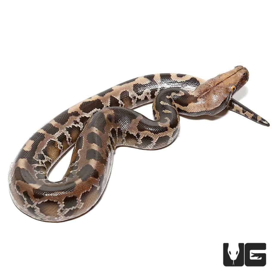 Baby Black Blood Pythons For Sale - Underground Reptiles