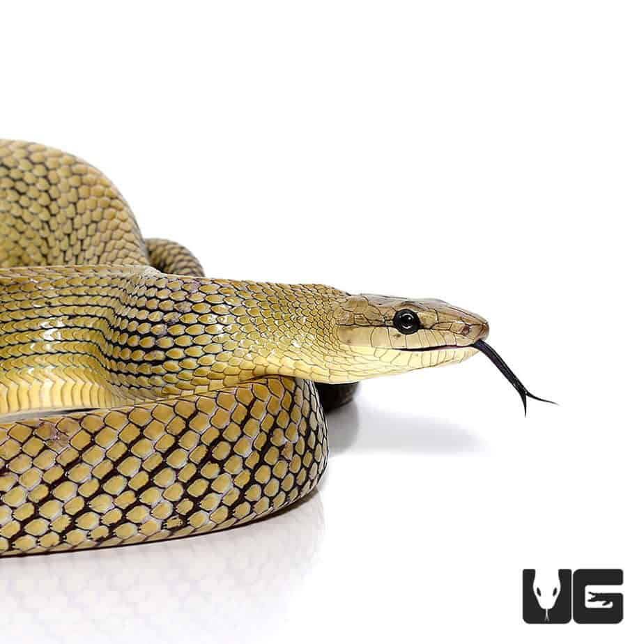 Jansen's Ratsnake Pair (Gonyosoma jansenii) For Sale - Underground Reptiles