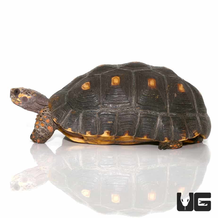 Juvenile Redfoot Tortoise For Sale - Underground Reptiles