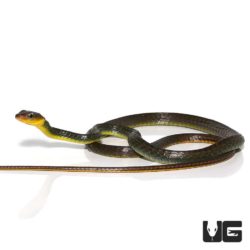 Linnaeu's Sipo Snake For Sale - Underground Reptiles