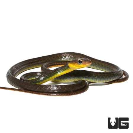 Linnaeu's Sipo Snake For Sale - Underground Reptiles