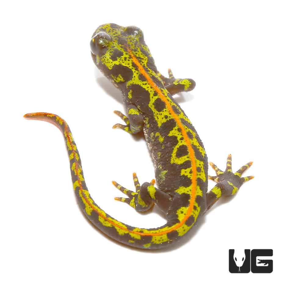 Marbled Newt For Sale - Underground Reptiles Marbled Newt For Sale - Underground Reptiles