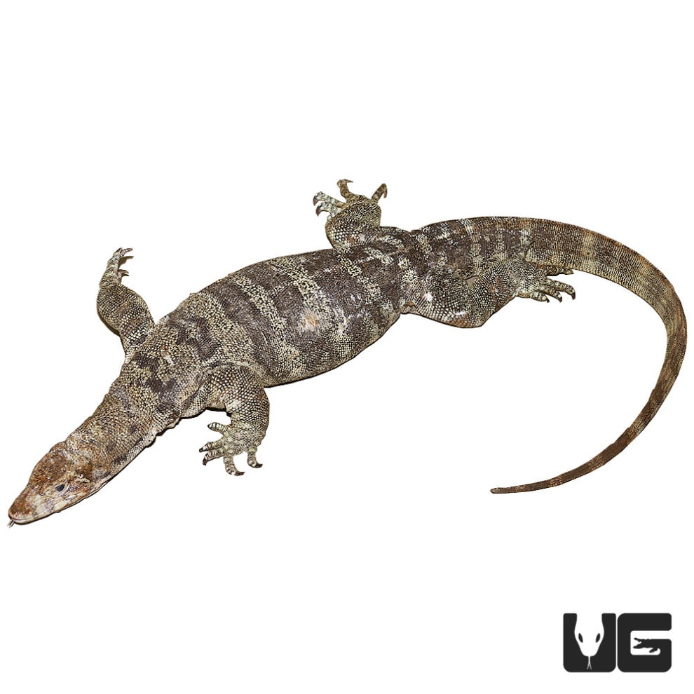Lizards For Sale - Underground Reptiles