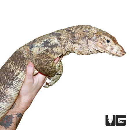 Sulphur Monitor For Sale - Underground Reptiles