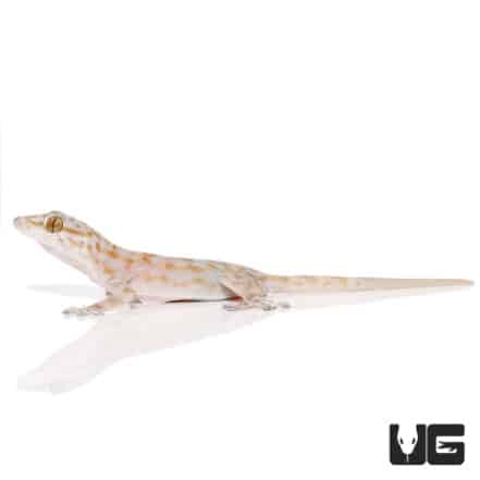 Ragazzi's Fan Footed Gecko For Sale - Underground Reptiles