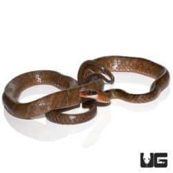 Brown Sipo Snakes (Chironius fuscus) For Sale - Underground Reptiles