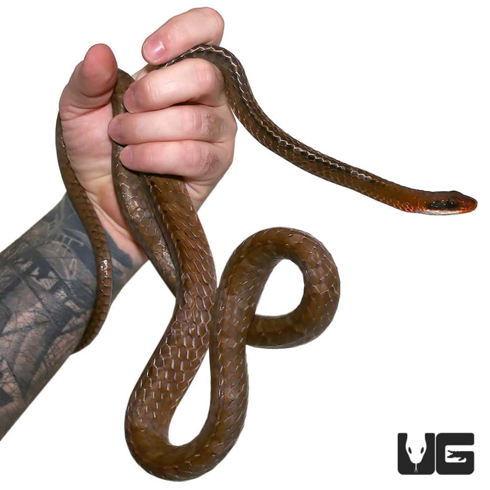 Brown Sipo Snake For Sale - Underground Reptiles