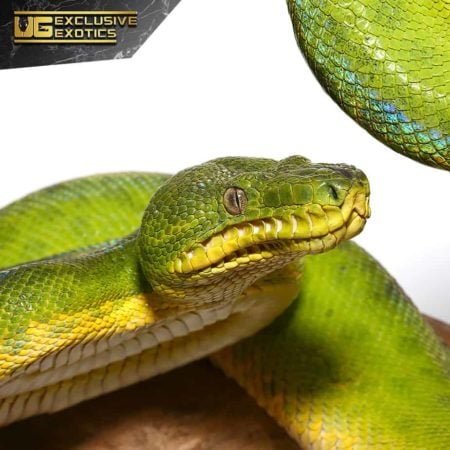 Boas For Sale - Underground Reptiles