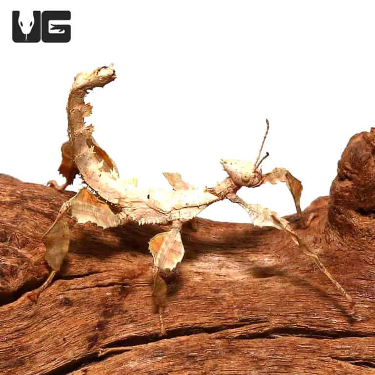 Giant Prickly Stick Insects For Sale - Underground Reptiles