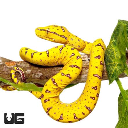 Calabar Pythons (Calabaria reinhardtii) For Sale - Underground Reptiles