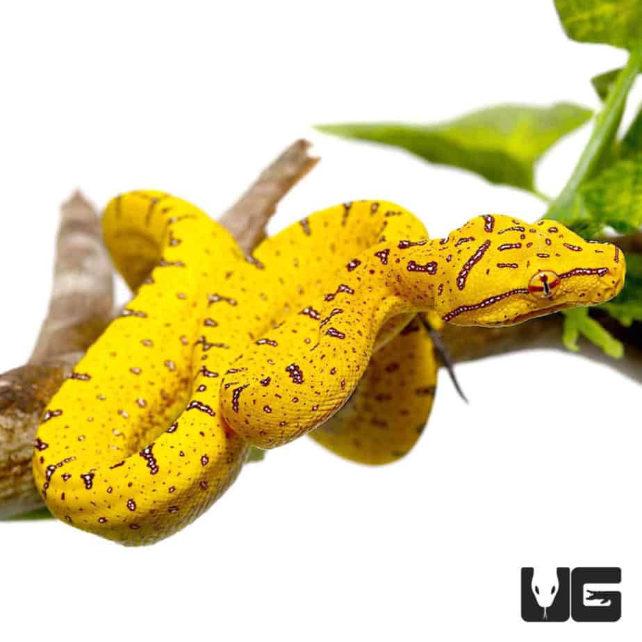 Baby Aru Green Tree Pythons For Sale - Underground Reptiles