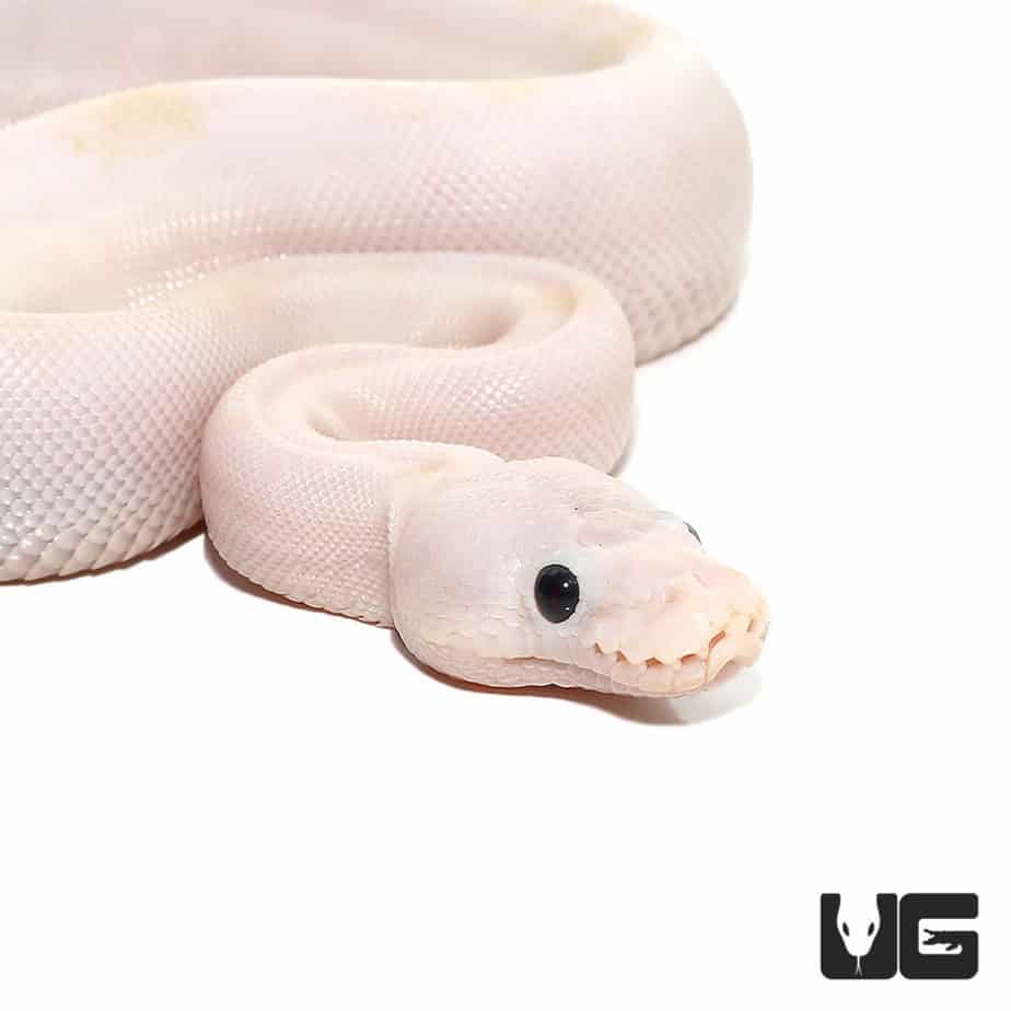 Baby Black Eye Leucistic Ball Python For Sale - Underground Reptiles