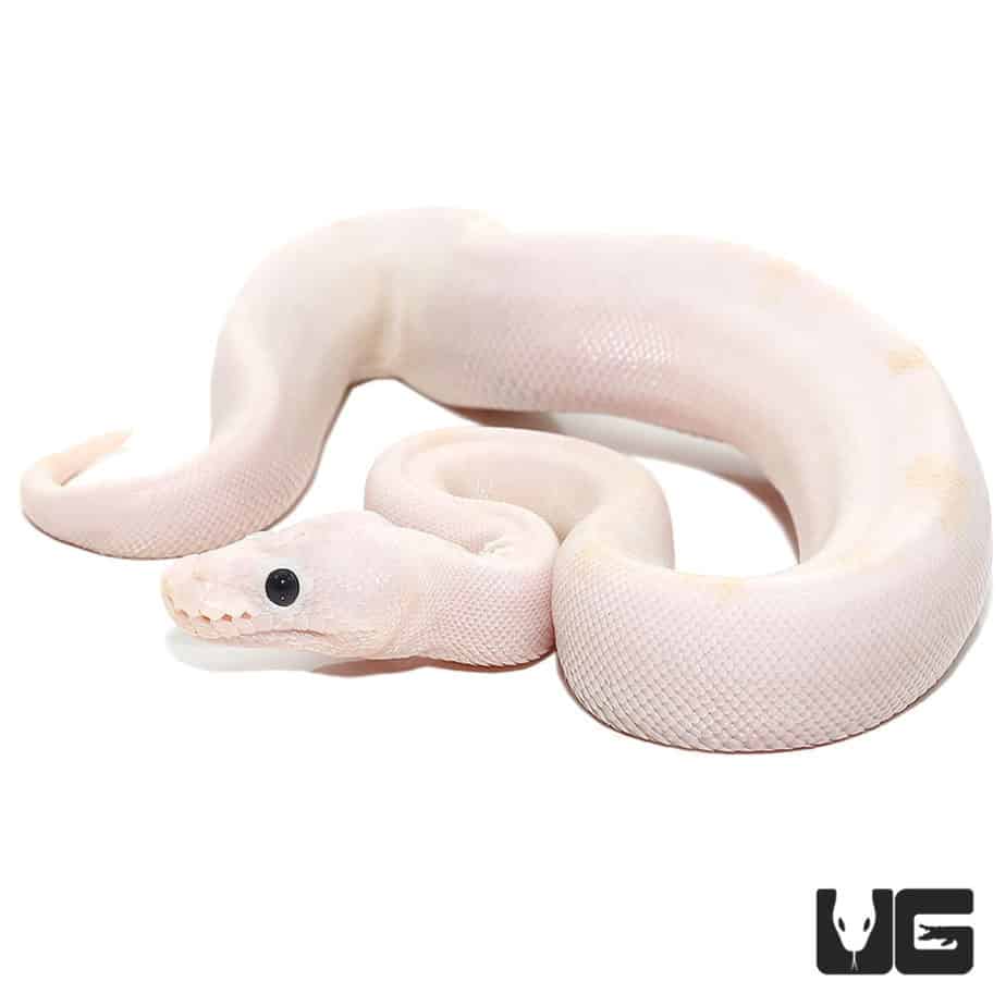 Baby Black Eye Leucistic Ball Python For Sale - Underground Reptiles