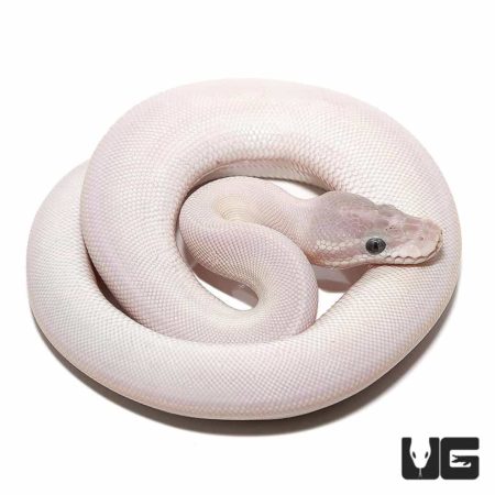 Baby Blue Eye Leucistic Ball Python For Sale - Underground Reptiles