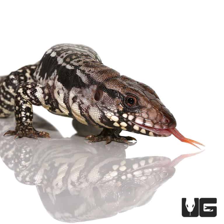 Baby Blue Tegus For Sale - Underground Reptiles