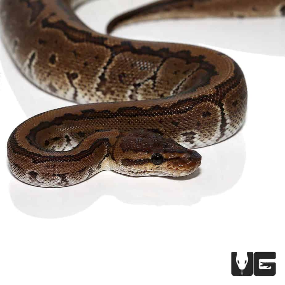 Baby Chocolate Pinstripe Ball Python For Sale - Underground Reptiles