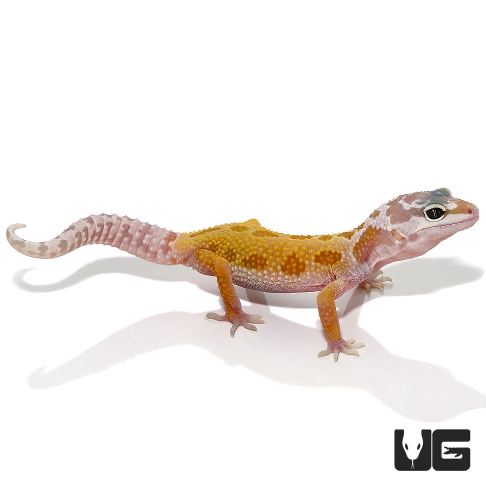 Baby Leucistic Leopard Gecko For Sale - Underground Reptiles
