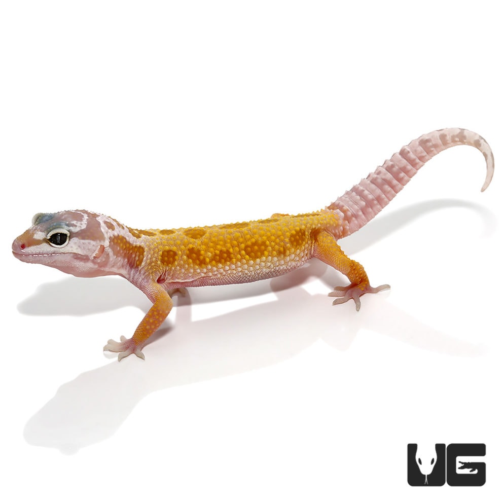Baby Leucistic Leopard Gecko For Sale - Underground Reptiles