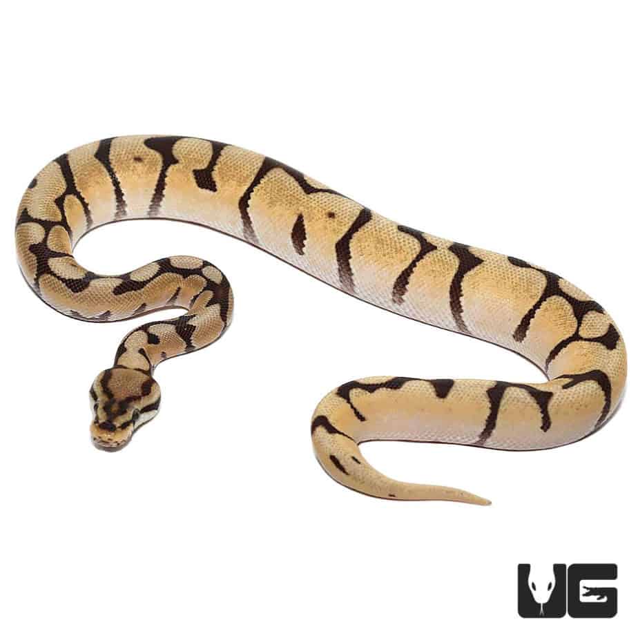 Baby Mystic Orange Dream Spider Ball Python Het Orange Ghost For Sale ...