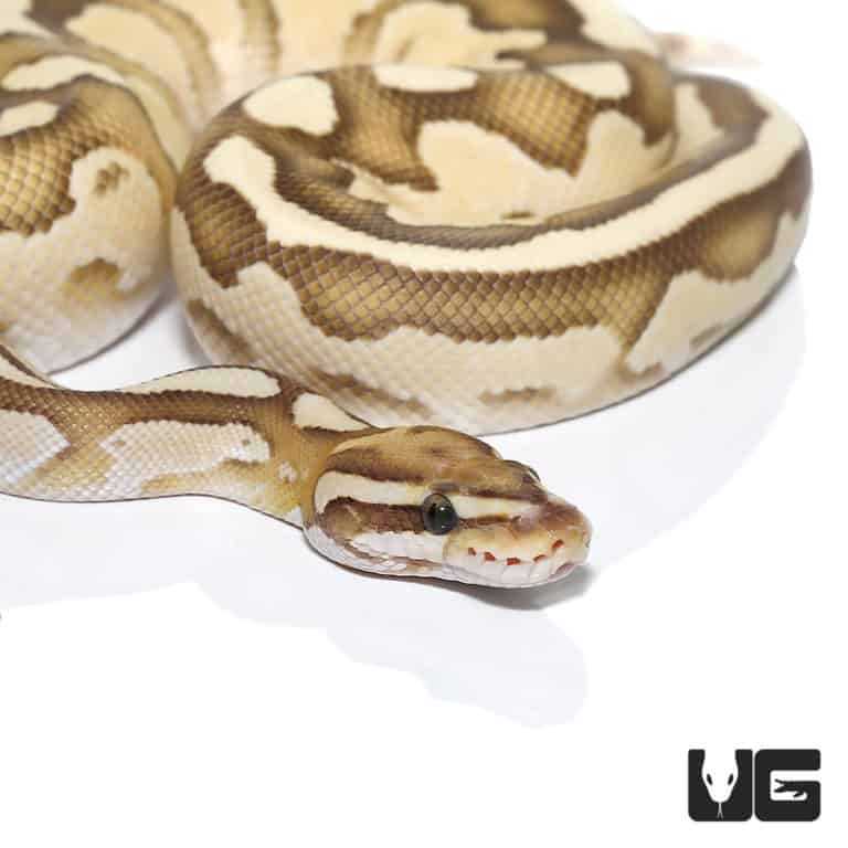 Baby Orange Dream Butter Fire Ball Python For Sale - Underground Reptiles