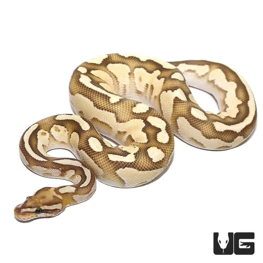Baby Orange Dream Butter Fire Ball Python For Sale - Underground Reptiles