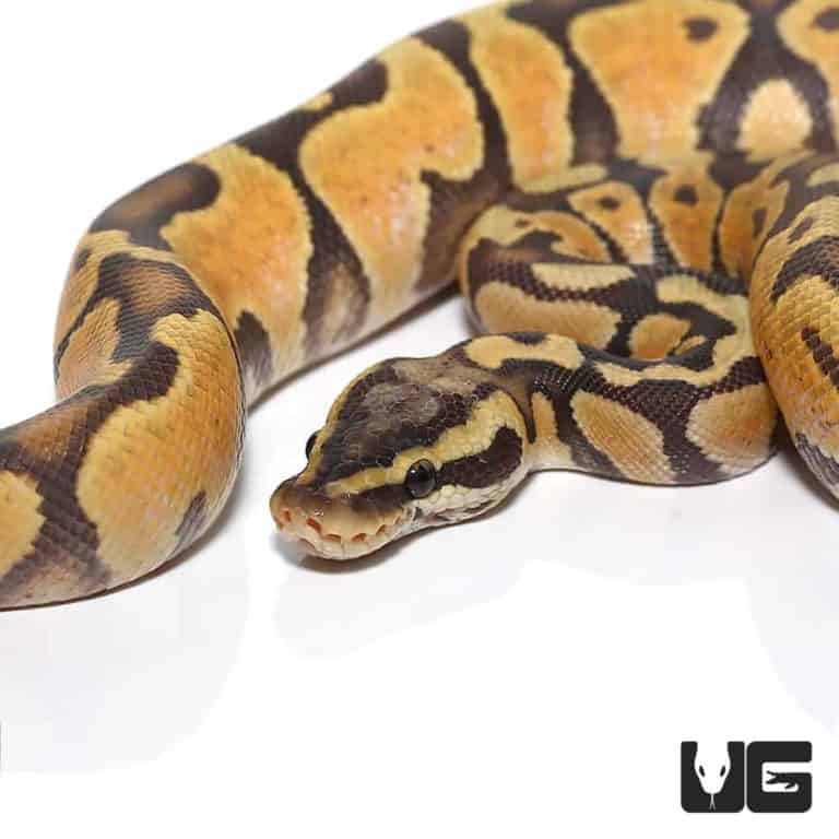 Baby Pastel Enchi Yellowbelly Orange Ghost Ball Python For Sale ...