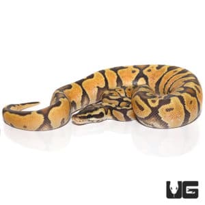 Baby Pastel Enchi Yellowbelly Orange Ghost Ball Python For Sale ...