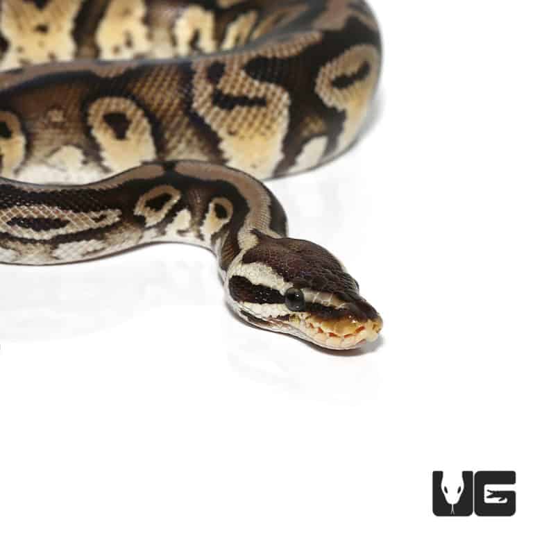 Ball Pythons For Sale - Underground Reptiles