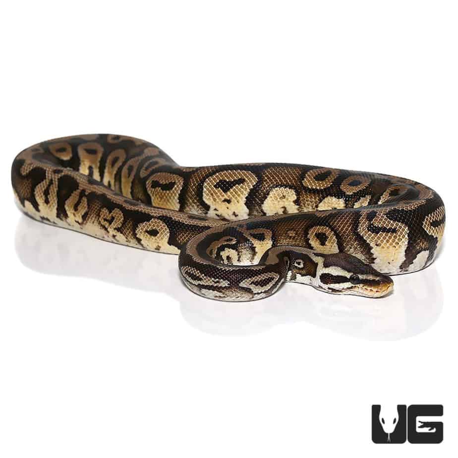 Baby Pastel Leopard Ball Python For Sale - Underground Reptiles