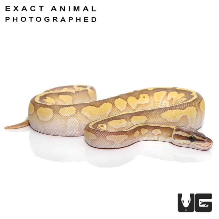Baby Super Pastel Lesser Ball Python Het Pied For Sale - Underground ...