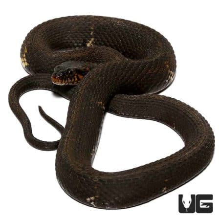 Broad Banded Water Snake For Sale - Underground Reptiles