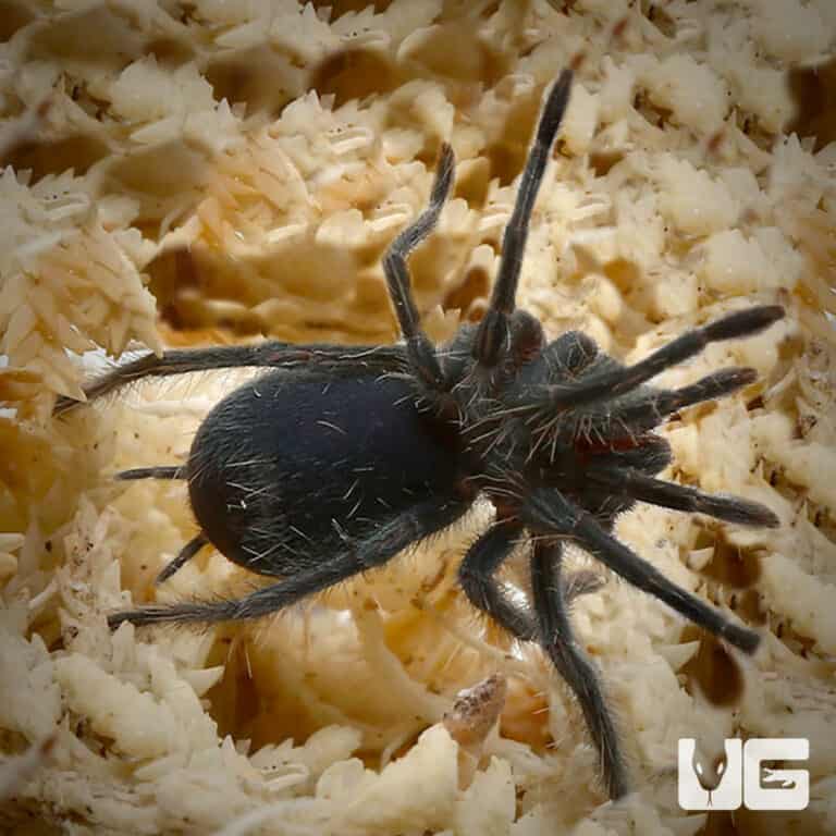 Dominican Purple Birdeater Tarantula (Phormictopus sp Dominican Purple ...