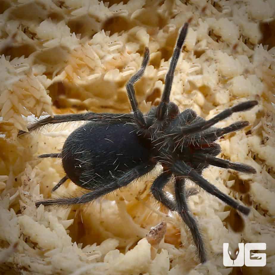 Dominican Purple Birdeater Tarantula (Phormictopus sp Dominican Purple ...