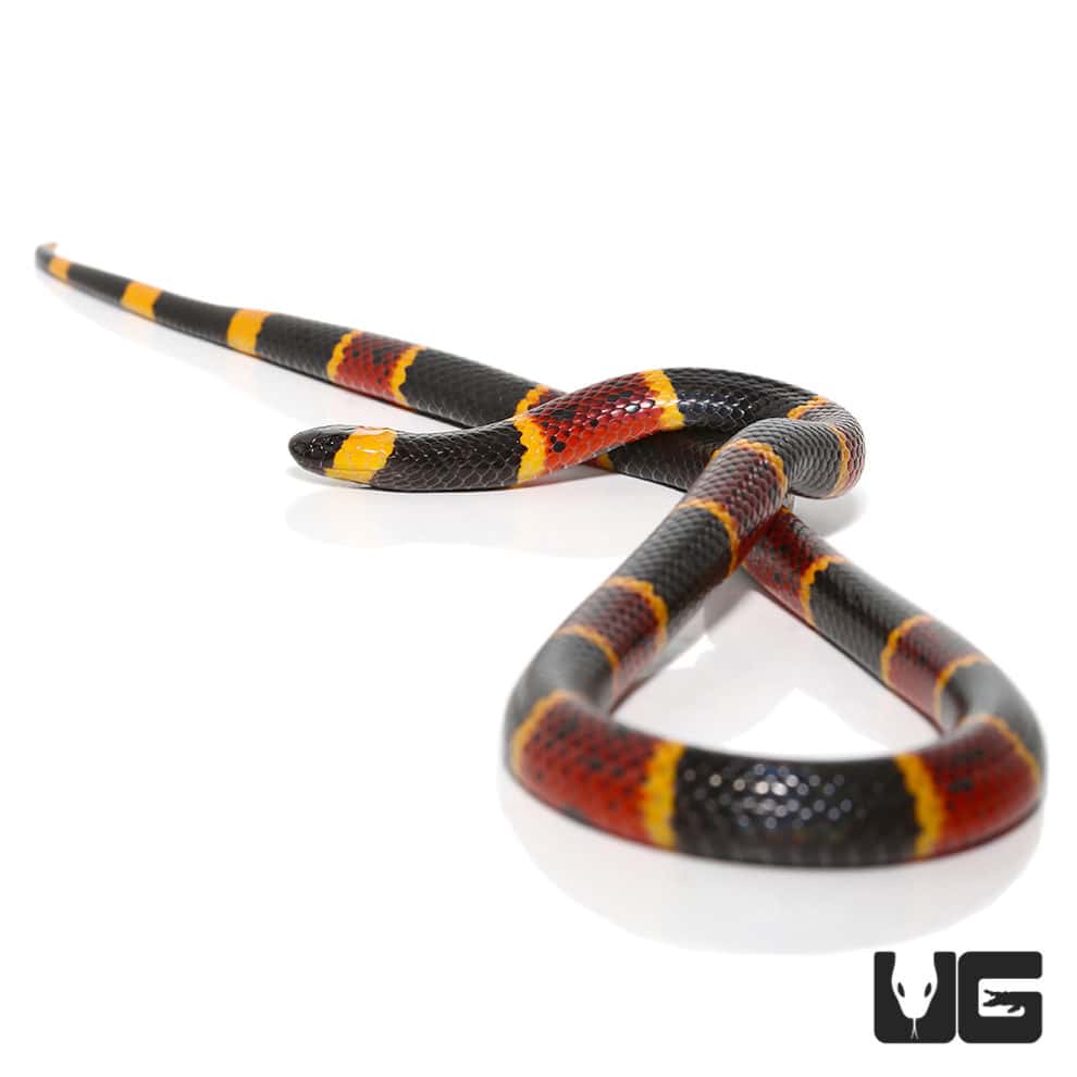 Eastern Coral Snake (Micrurus fulvius) for sale - Underground Reptiles