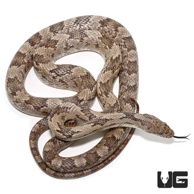 Grey Ratsnake For Sale - Underground Reptiles