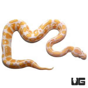 Ball Pythons For Sale - Underground Reptiles