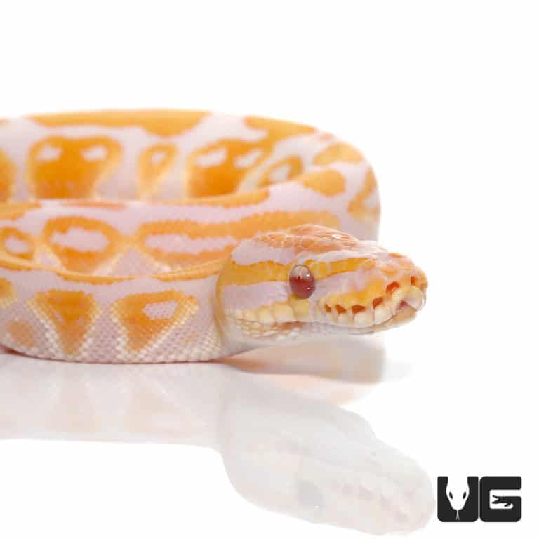 2018 Lavender Albino Spider Ball Python For Sale - Underground Reptiles