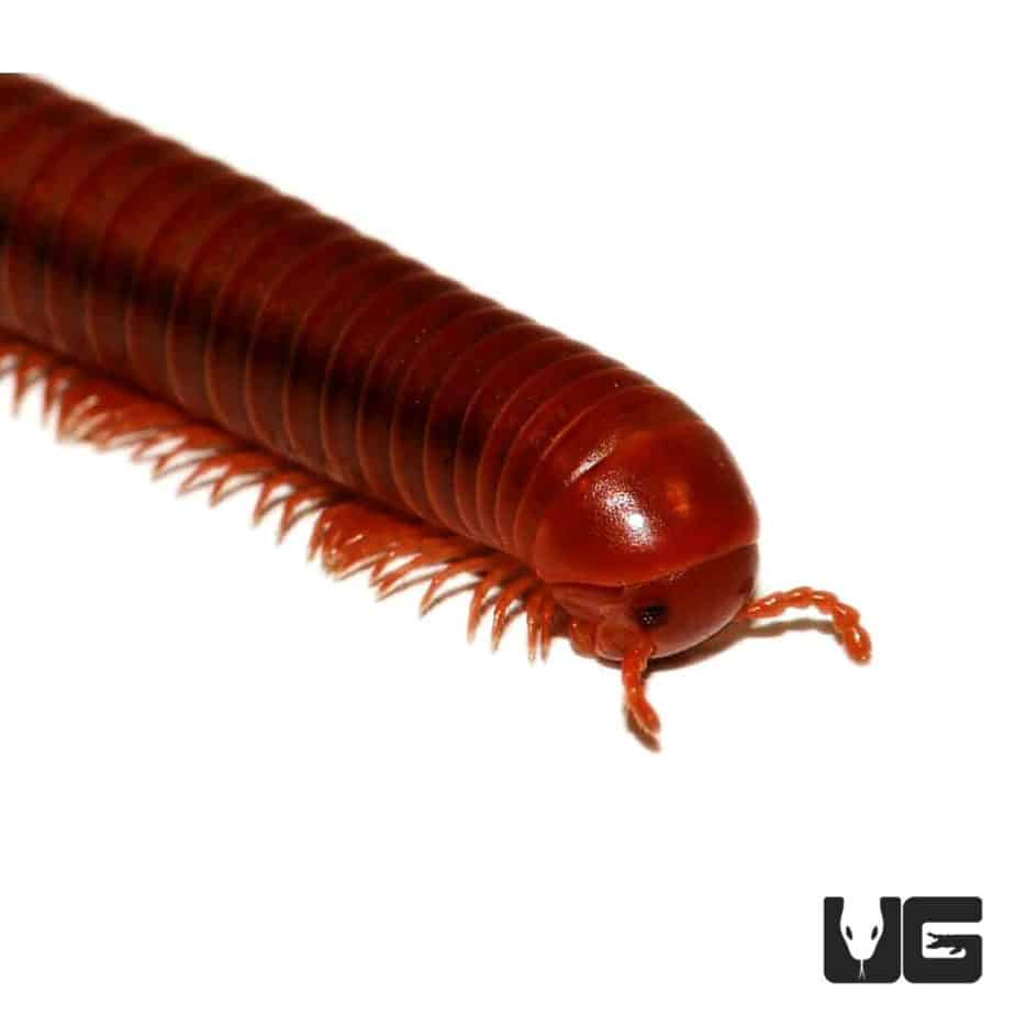 Centipedes, Millipedes and More For Sale - Underground Reptiles