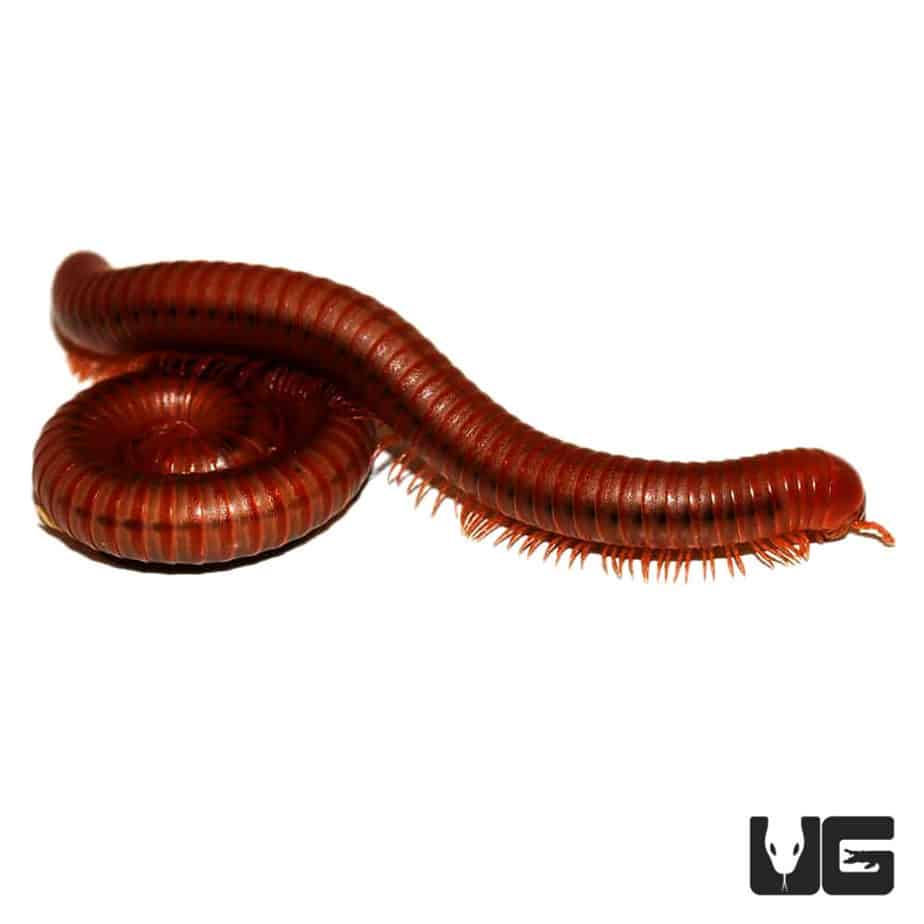 Centipedes, Millipedes and More For Sale - Underground Reptiles