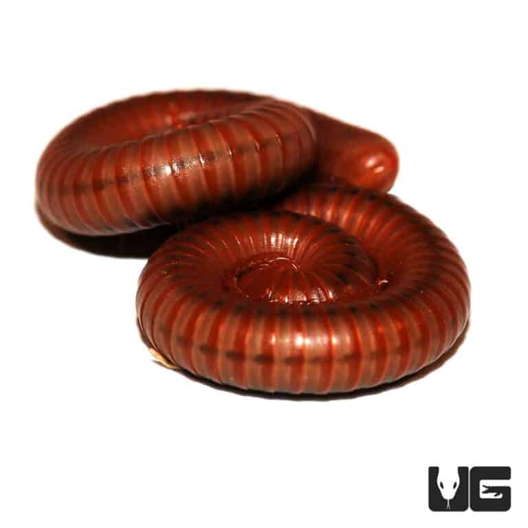 Scarlet Millipede (Trigoniulus corallinus) For Sale - Underground Reptiles Scarlet Millipede (Trigoniulus corallinus) For Sale - Underground Reptiles