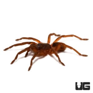 Venezuelan Orange And Bronze Tarantula For Sale - Underground Reptiles
