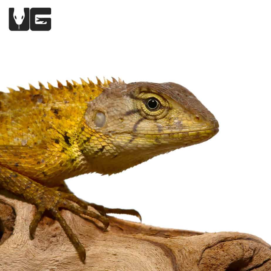 Vietnamese Tree Calotes For Sale - Underground Reptiles