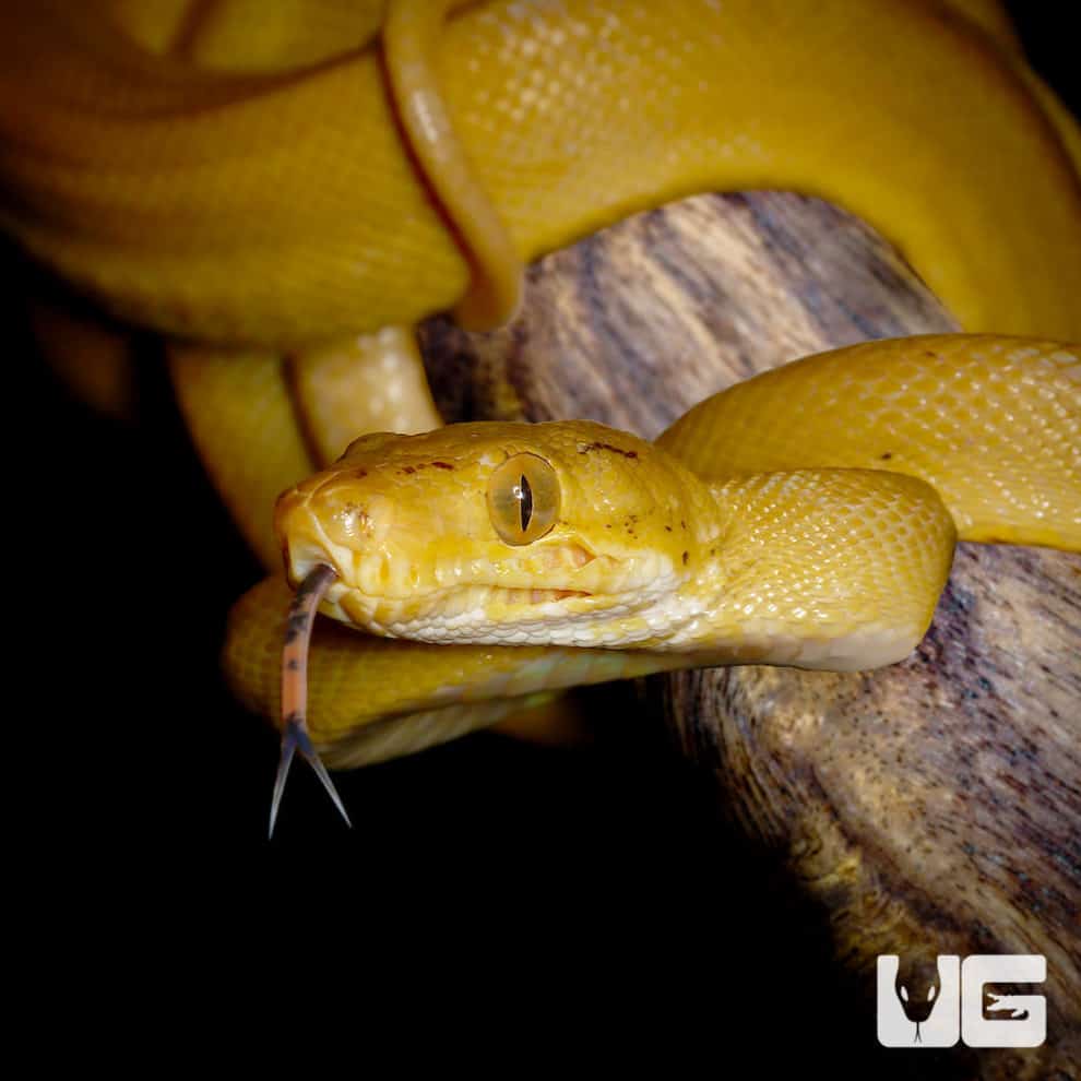 Orange Yellow Colored Amazon Tree Boas (Corallus hortulanus) For Sale ...