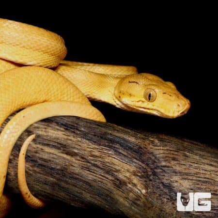 Orange Yellow Colored Amazon Tree Boas (Corallus hortulanus) For Sale ...