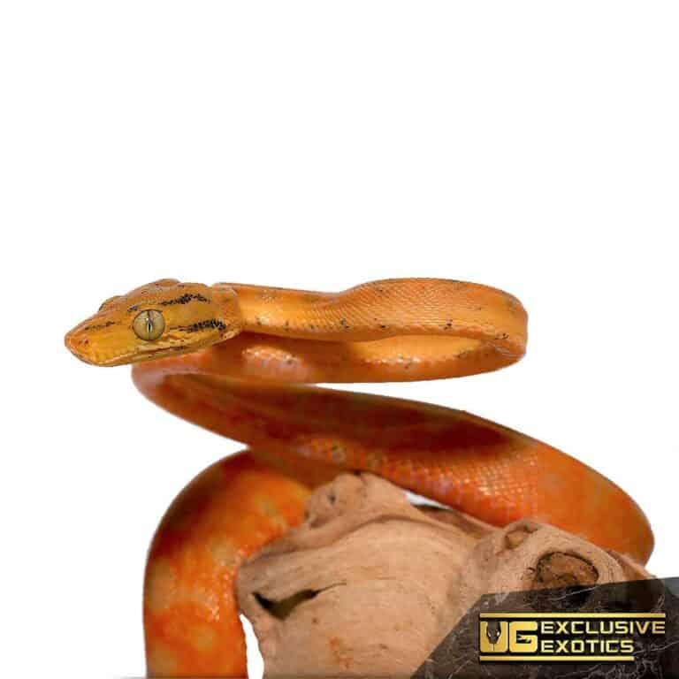 Boas For Sale - Underground Reptiles