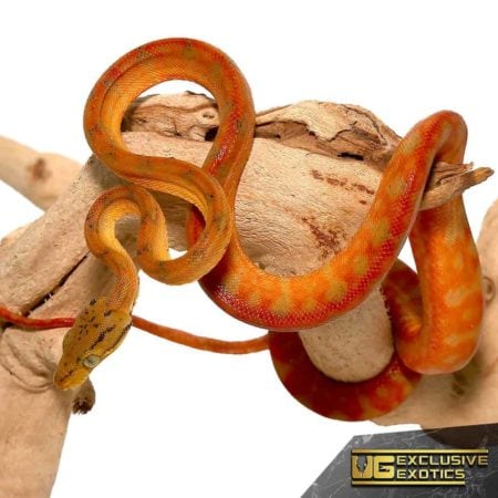 Colored Amazon Tree Boas For Sale - Underground Reptiles