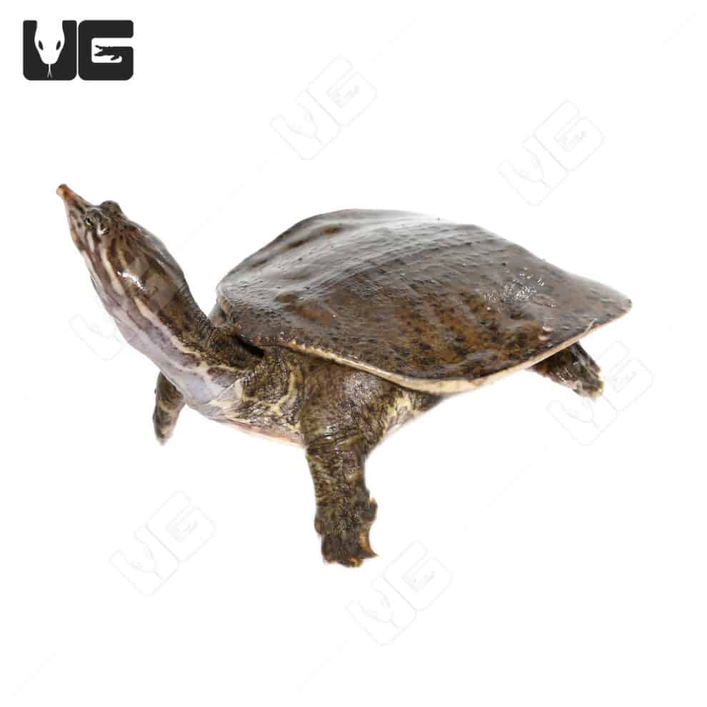 Juvenile Spiny Softshell Turtles for sale - Underground Reptiles