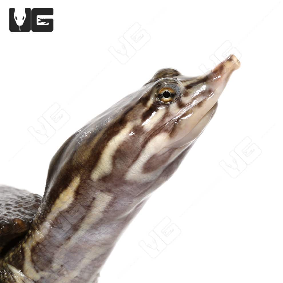 Juvenile Spiny Softshell Turtles for sale - Underground Reptiles
