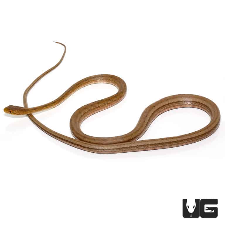 Other Snakes For Sale - Underground Reptiles