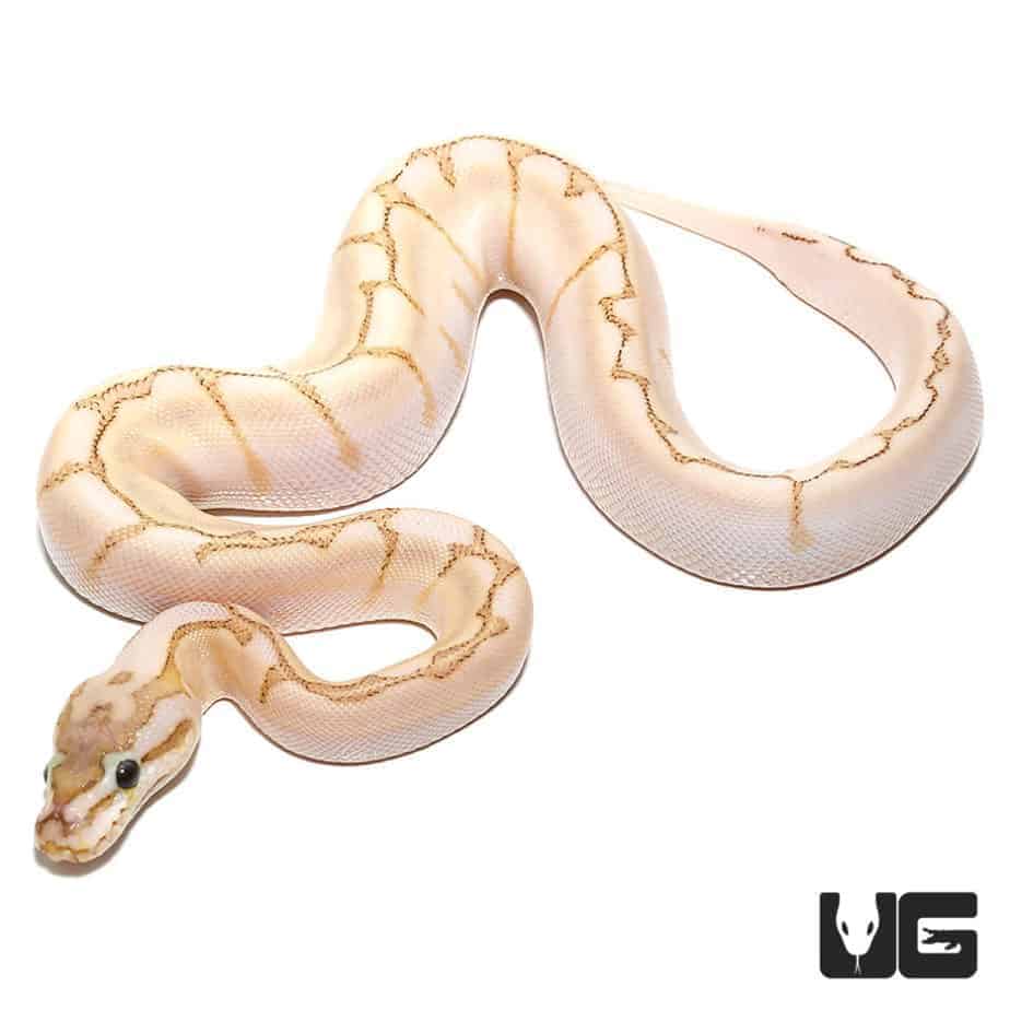 Baby Bamboo Spider Ball Python For Sale - Underground Reptiles